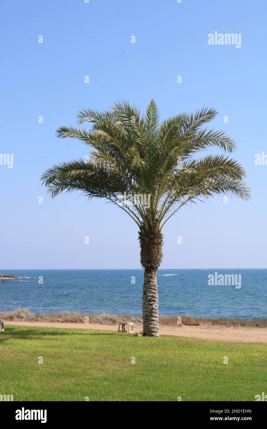 Palm Tree in Paphos, Cyprus Stock Photo - Alamy
