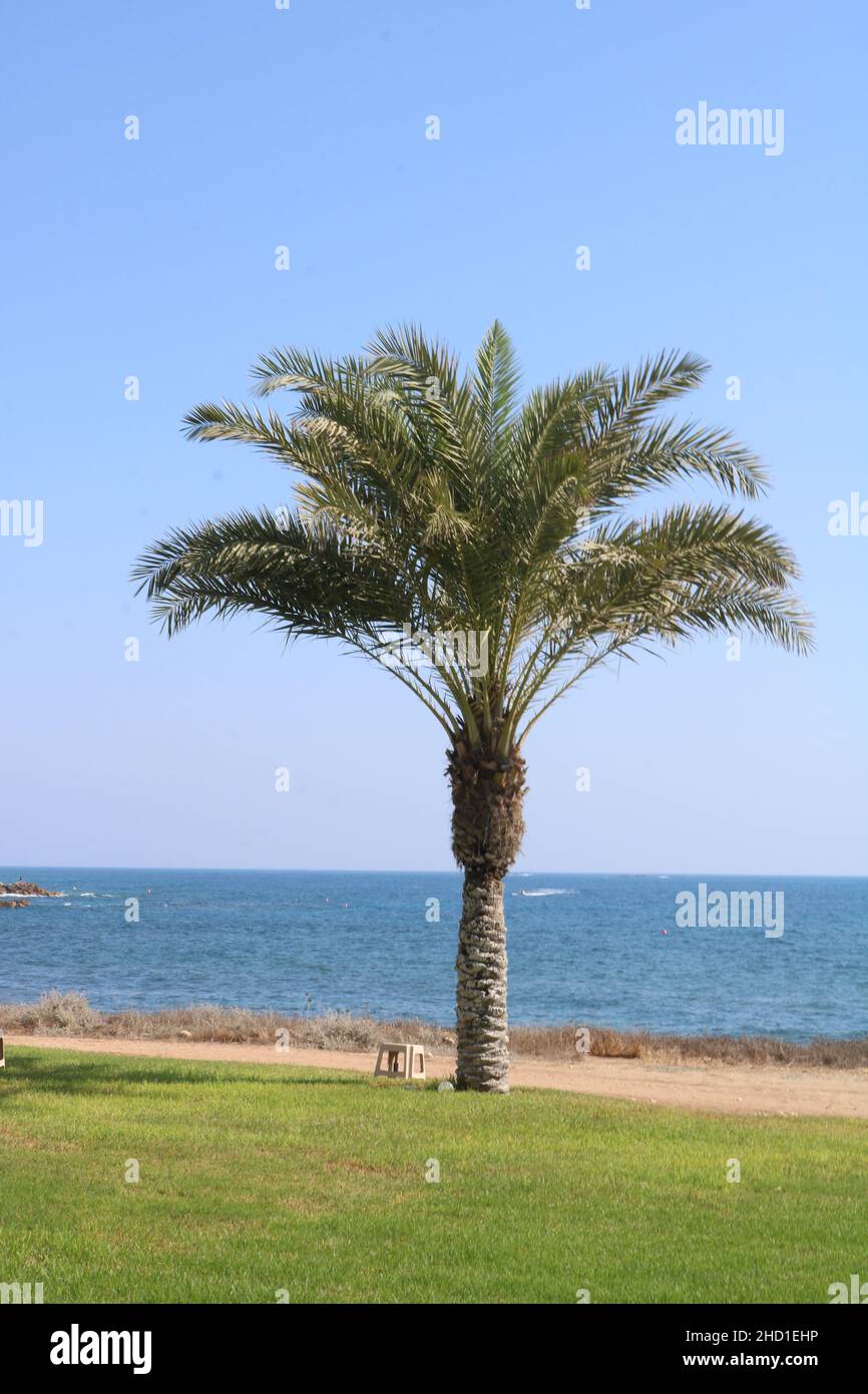 Palm Tree in Paphos, Cyprus Stock Photo - Alamy