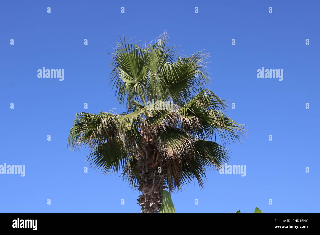 Palm Tree in Cyprus Stock Photo - Alamy