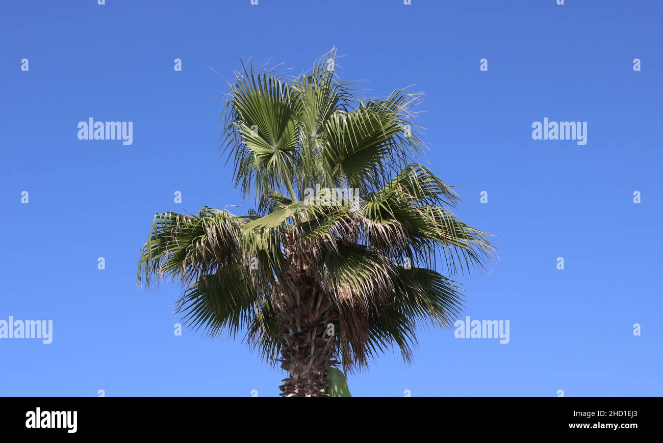 Palm tree in Cyprus Stock Photo - Alamy