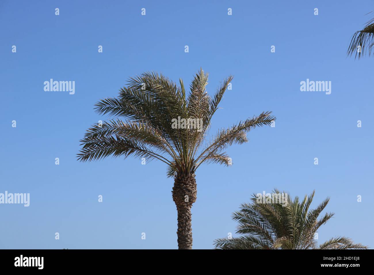 Palm Tree in Cyprus Stock Photo - Alamy