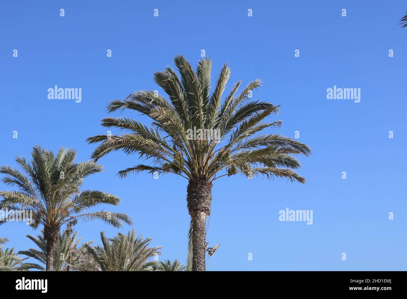 Palm Trees in Paphos, Cyprus Stock Photo - Alamy