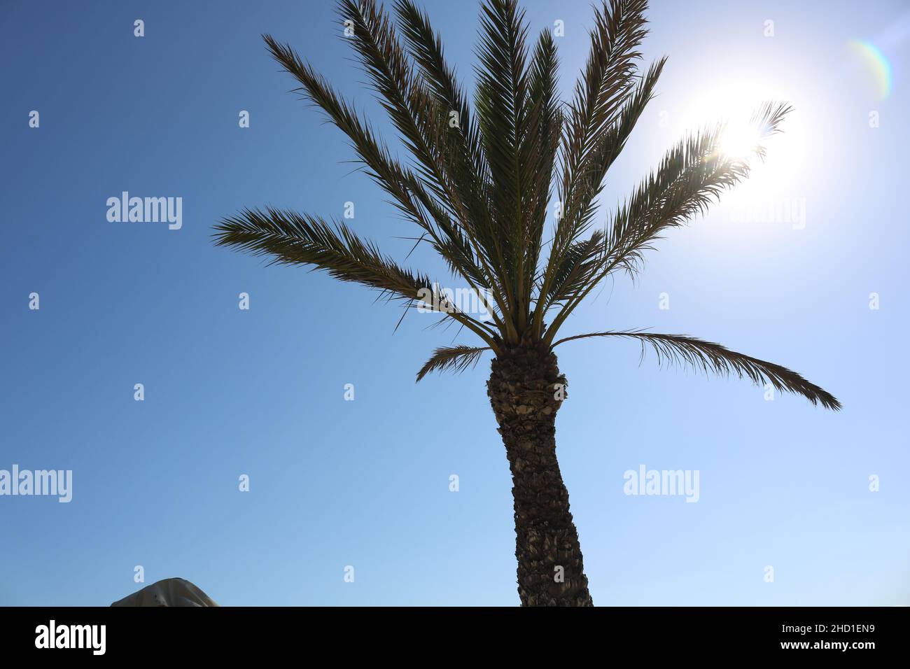Palm Trees in Cyprus Stock Photo - Alamy