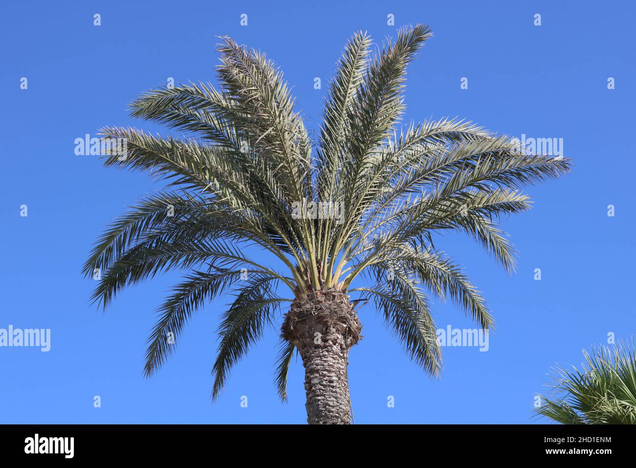 Palm Trees in Cyprus Stock Photo - Alamy