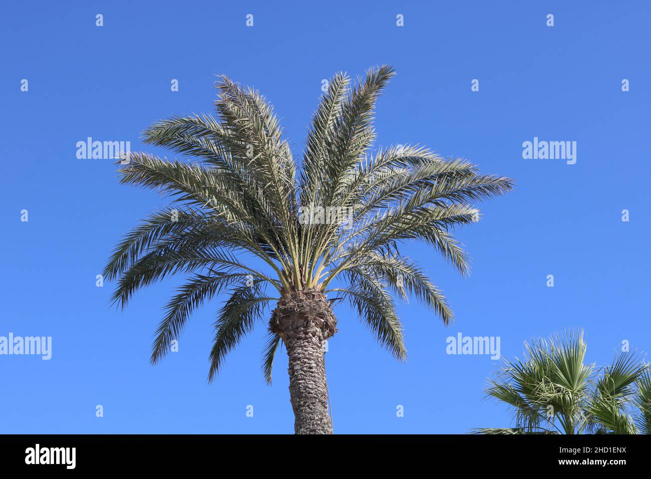 Palm Trees in Cyprus Stock Photo - Alamy