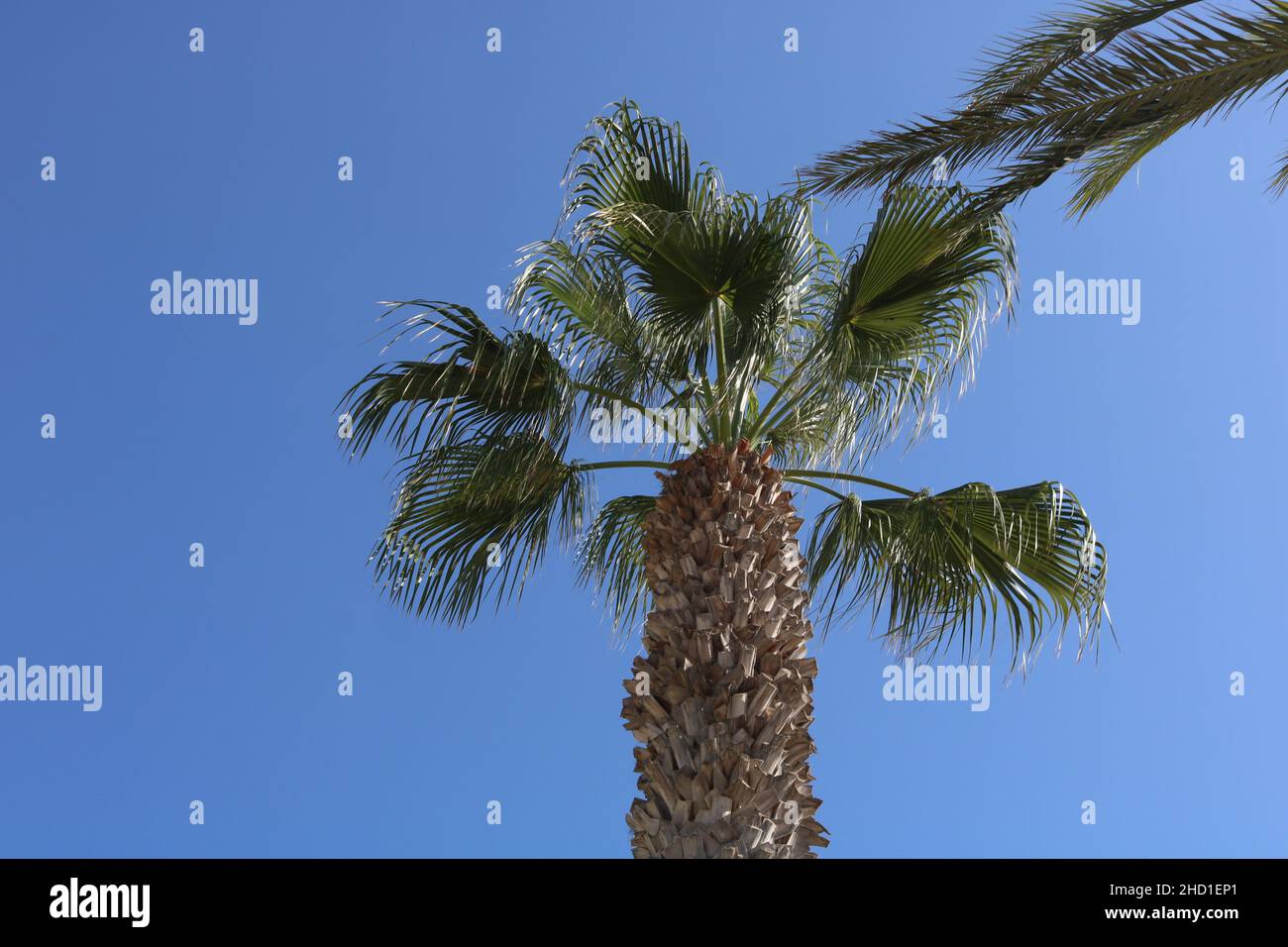 Palm Trees in Cyprus Stock Photo - Alamy