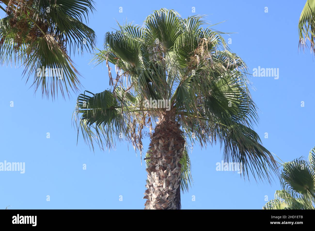 Palm trees in Cyprus Stock Photo - Alamy