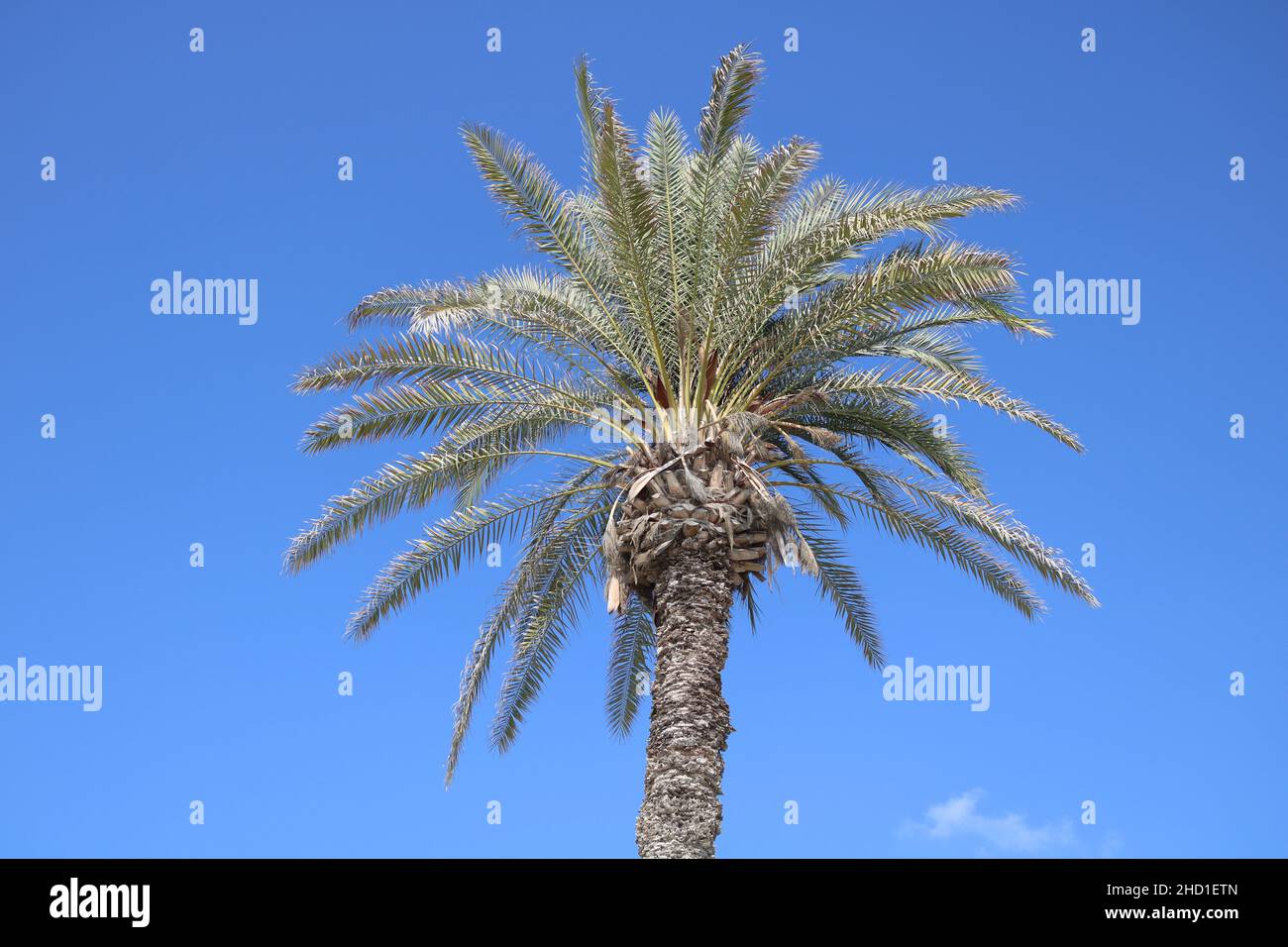 Palm Trees in Cyprus Stock Photo - Alamy