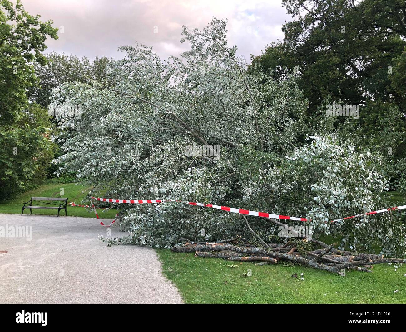 Photo of a fallen birch tree in a park after storm in summer Stock ...