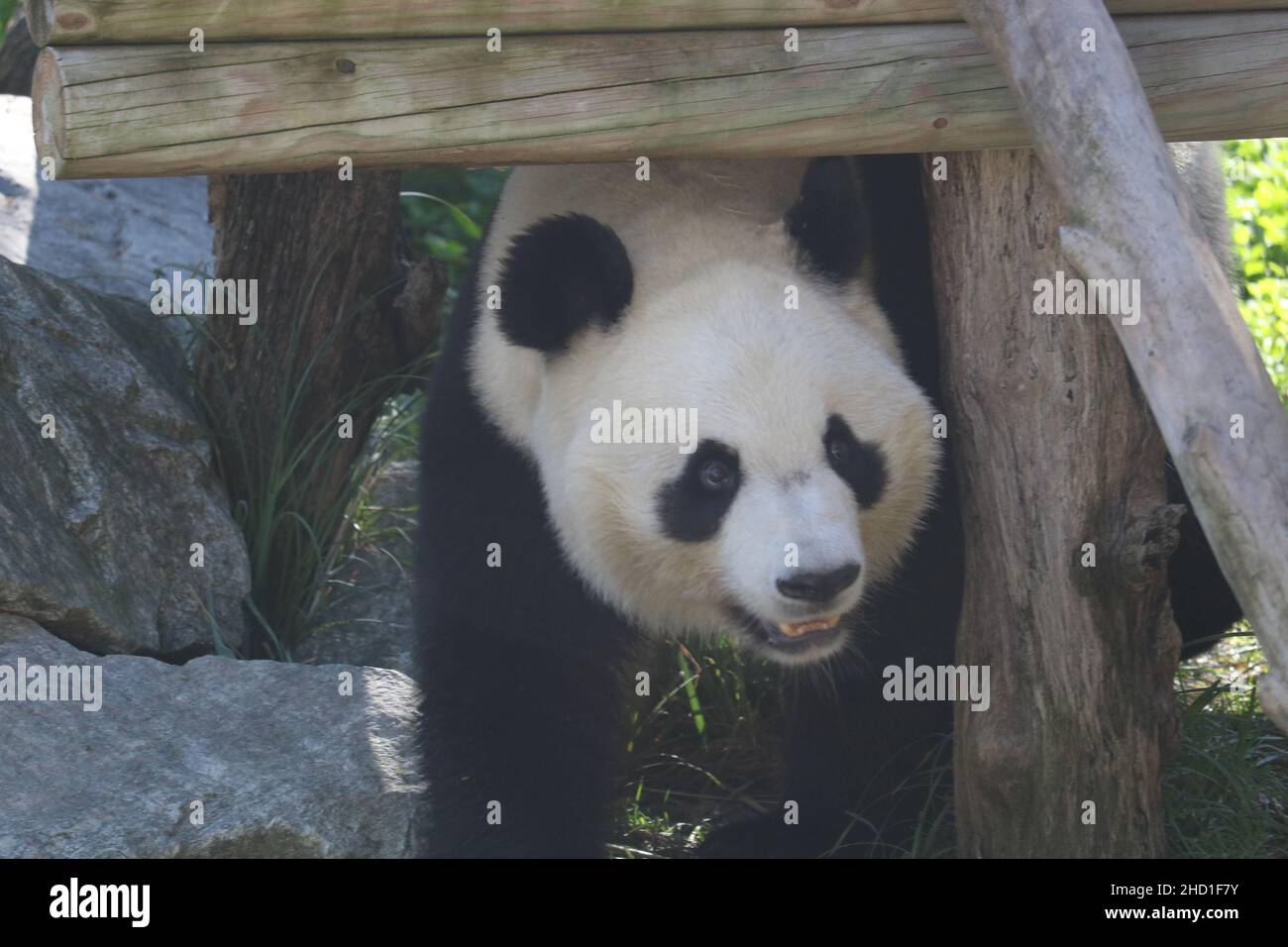 Oso panda at madrid zoo hi-res stock photography and images - Alamy