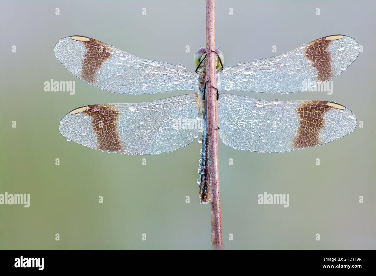 Selective focus shot of a skimmer dragonfly on a plant Stock Photo - Alamy