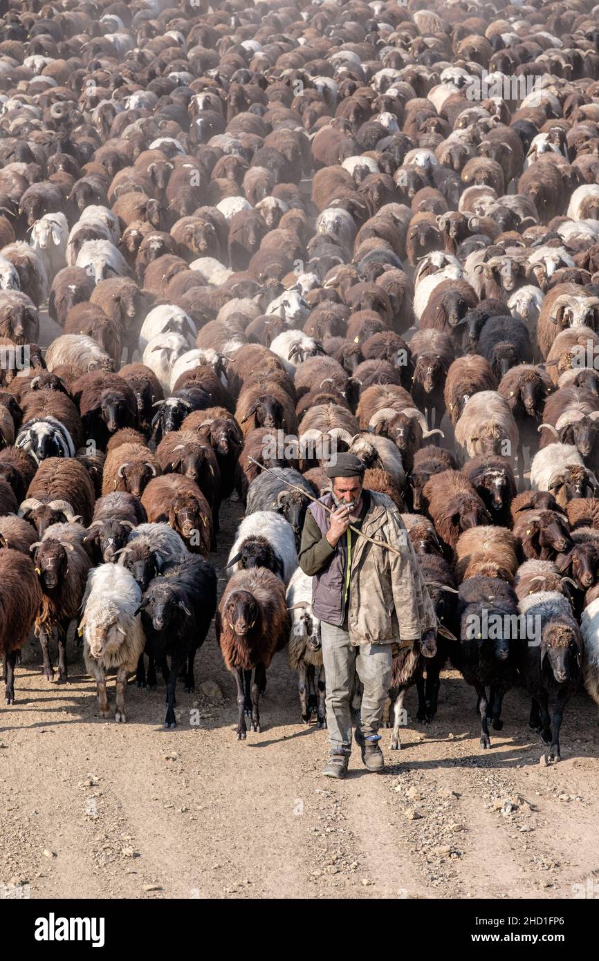 Shepherds with huge flocks of sheep Stock Photo - Alamy