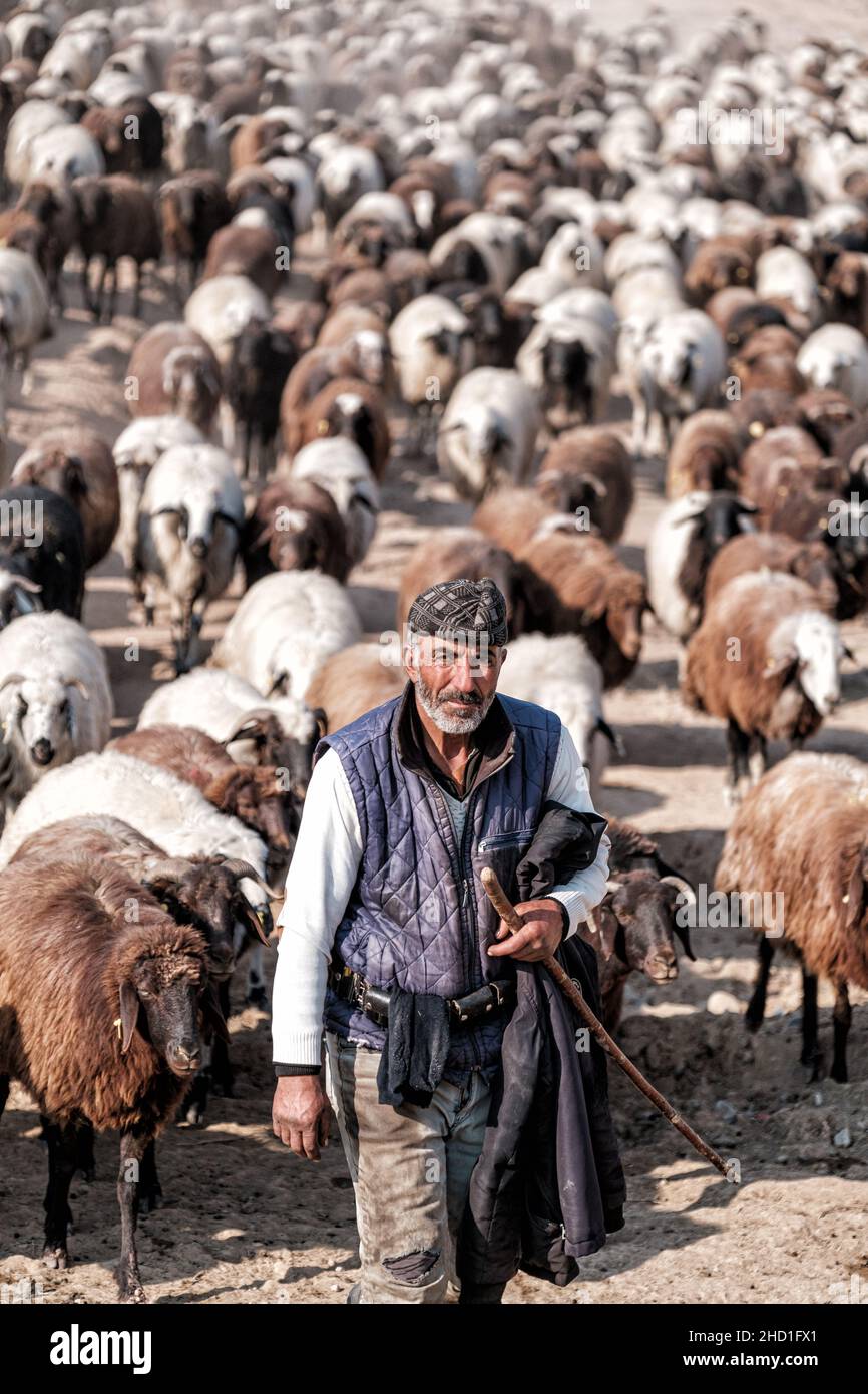 Shepherds with huge flocks of sheep Stock Photo - Alamy
