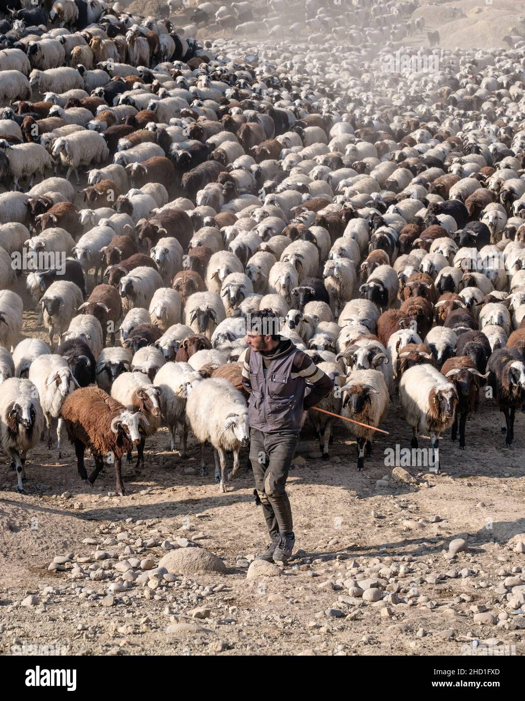 Shepherds with huge flocks of sheep Stock Photo - Alamy