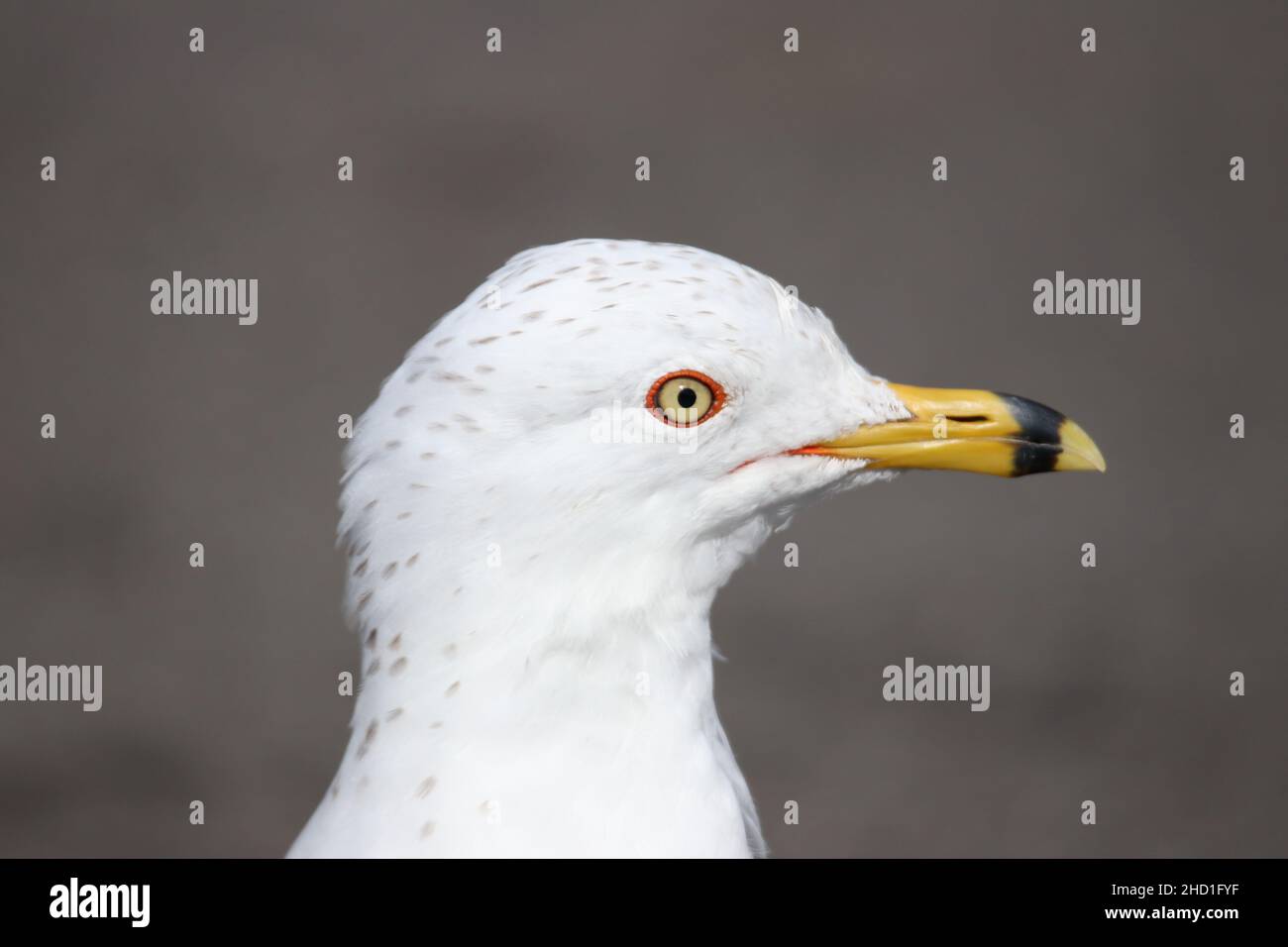 Head shot of seagull hi-res stock photography and images - Alamy