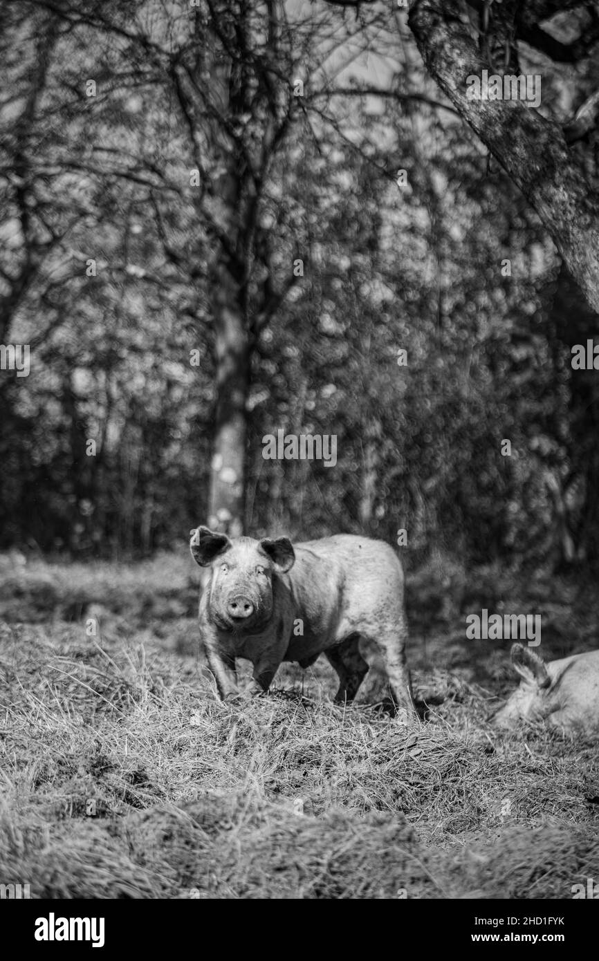 Pig vertical Black and White Stock Photos & Images - Alamy