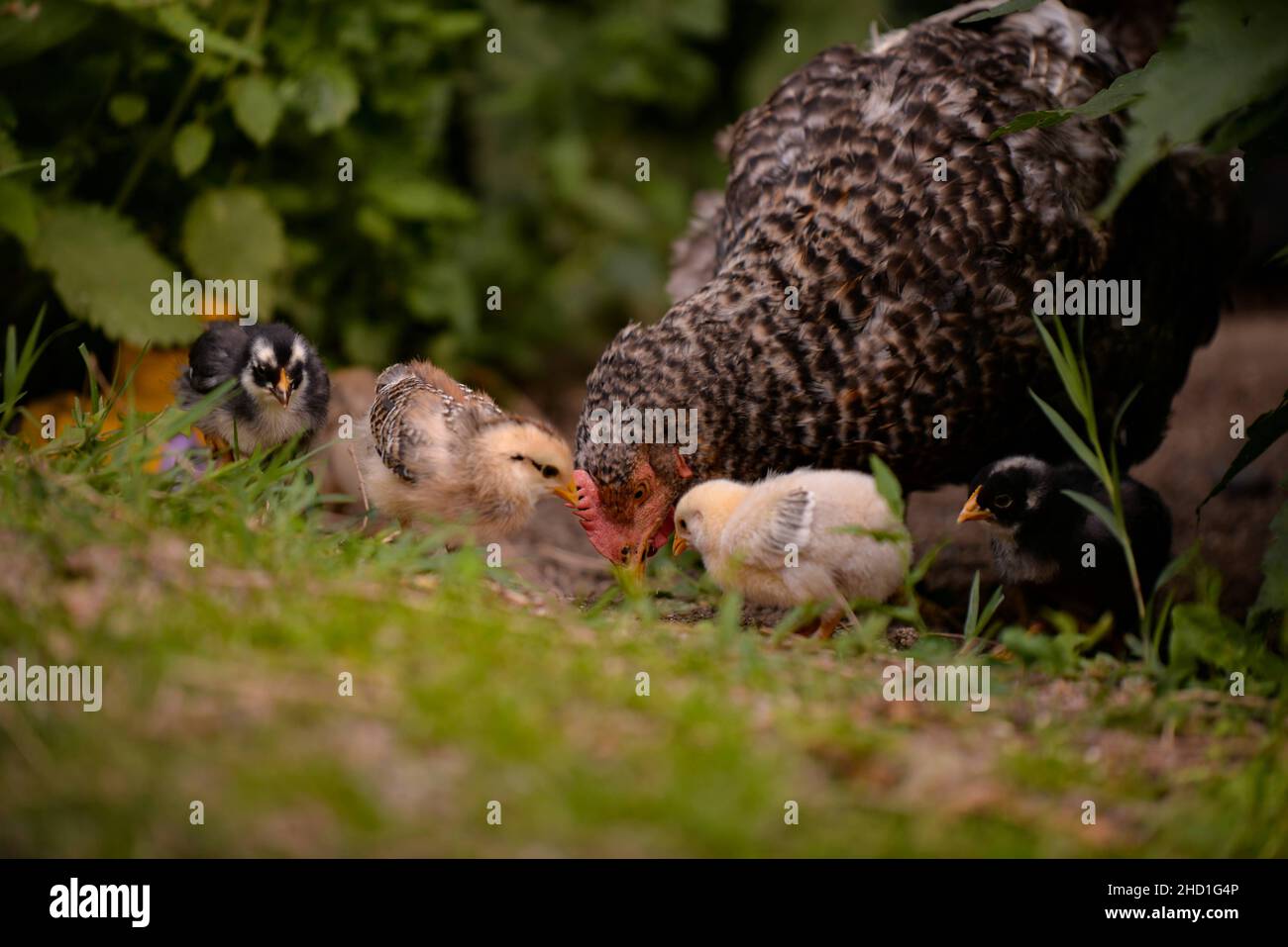 Plymouth rock hen hi-res stock photography and images - Alamy