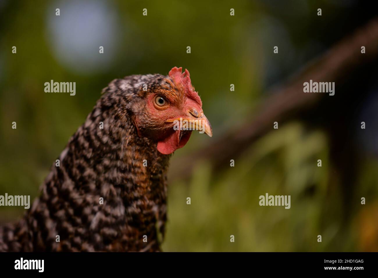Plymouth rock hen hi-res stock photography and images - Alamy