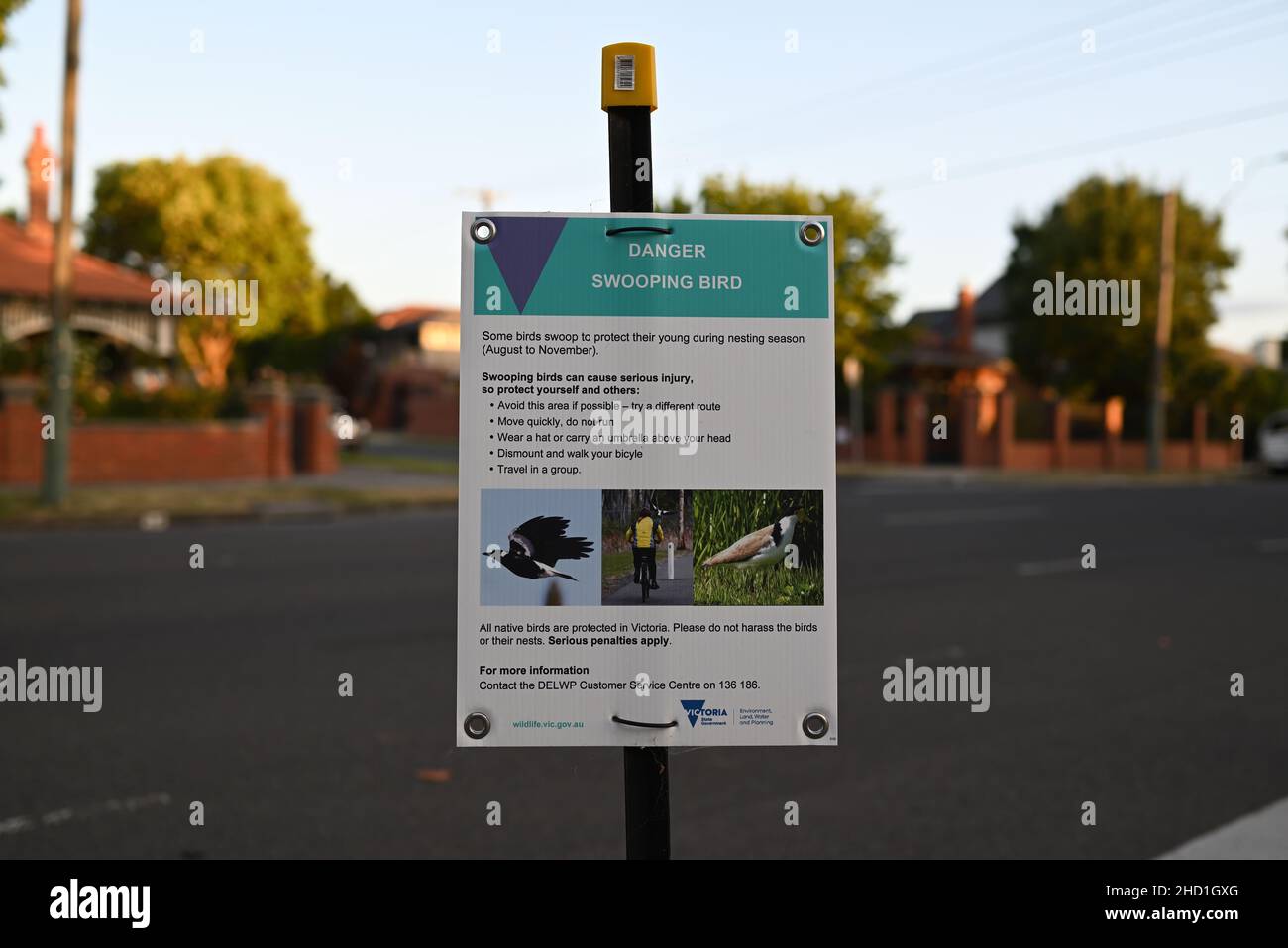 Magpie swooping australia hi-res stock photography and images - Alamy