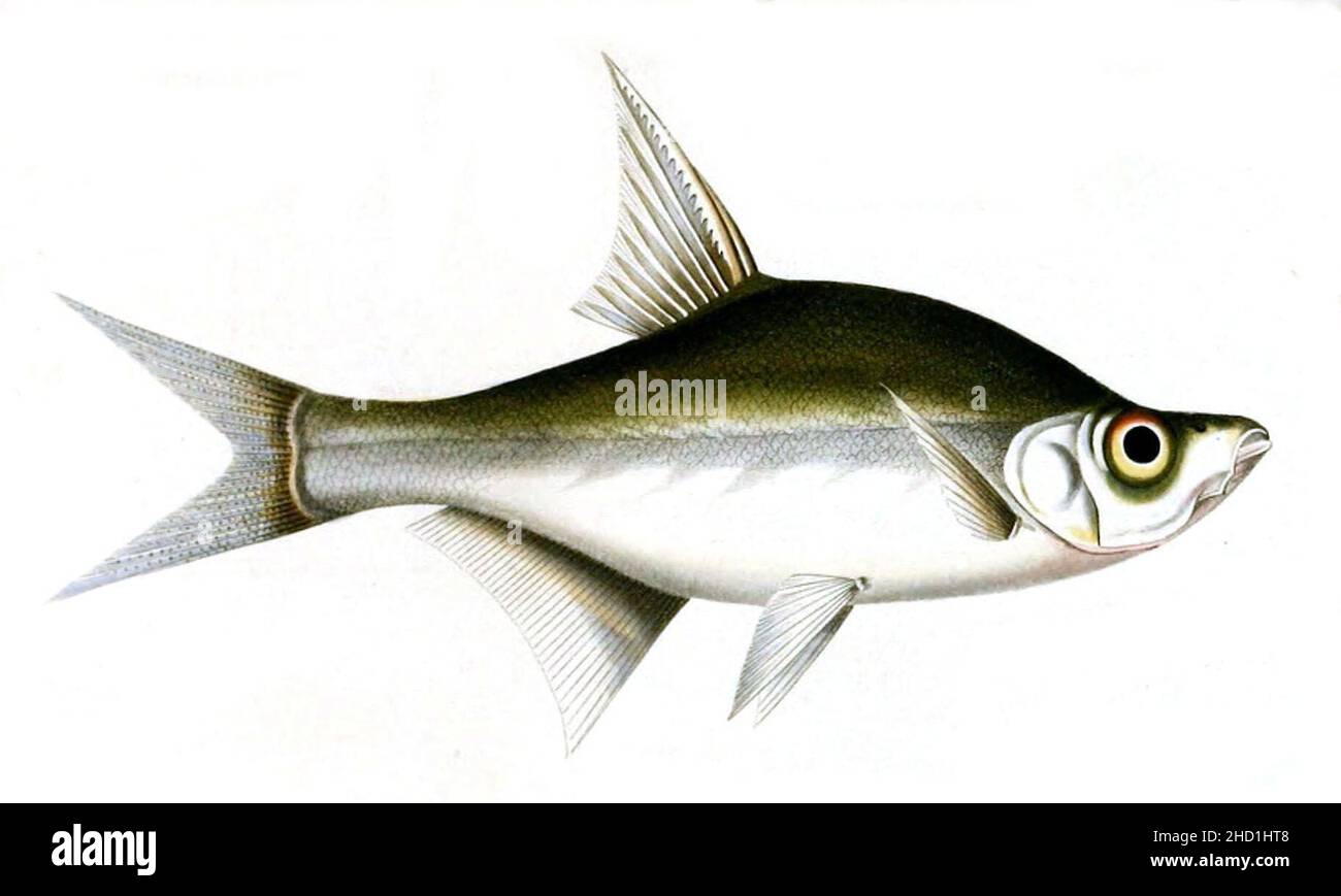 Rohtee vigorsii Sykes Stock Photo - Alamy