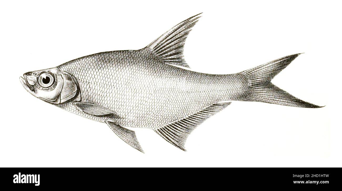 Rohtee vigorsii Achilles 147 Stock Photo - Alamy