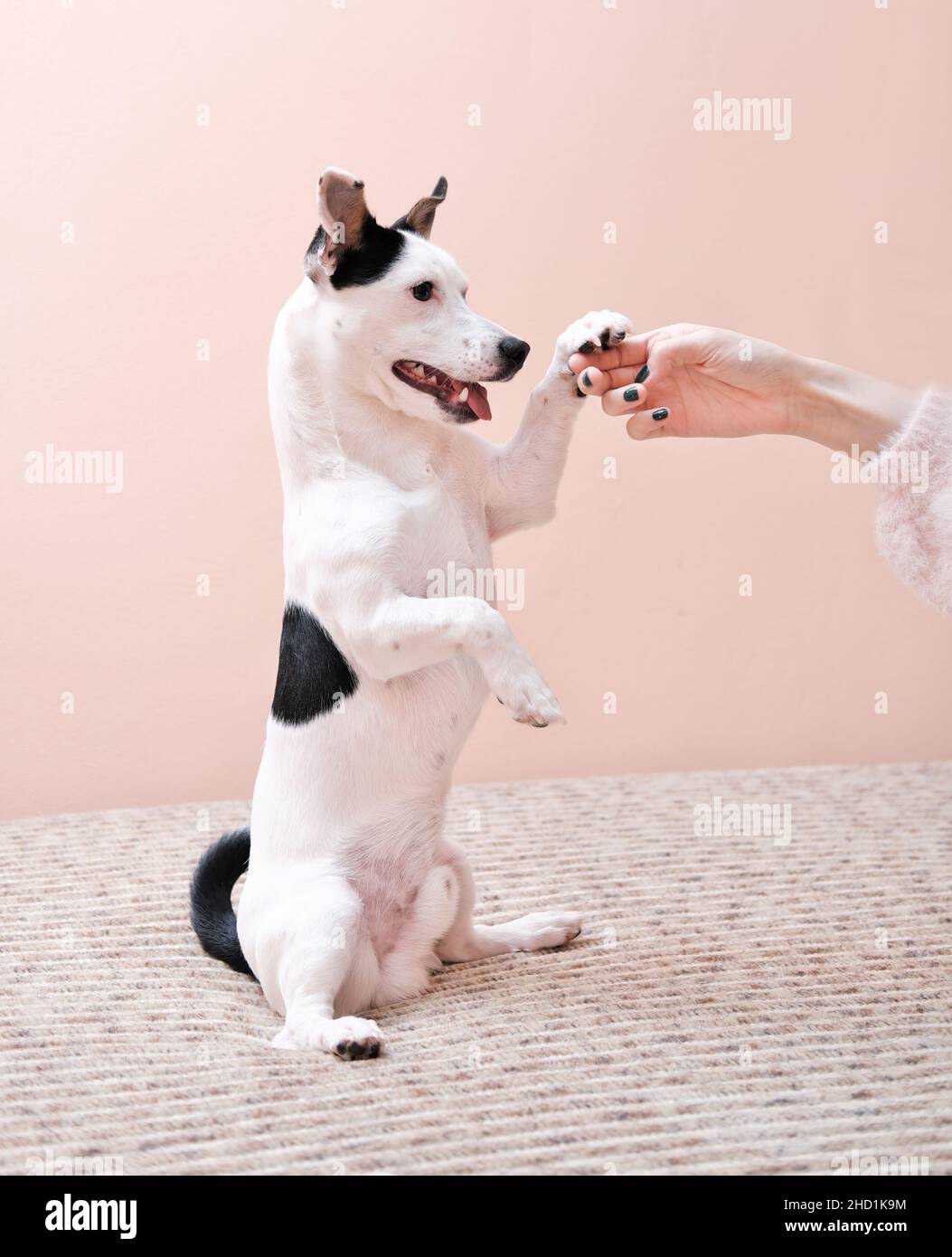small jack russell terrier dog sitting on a sofa indoors. dog holding ...
