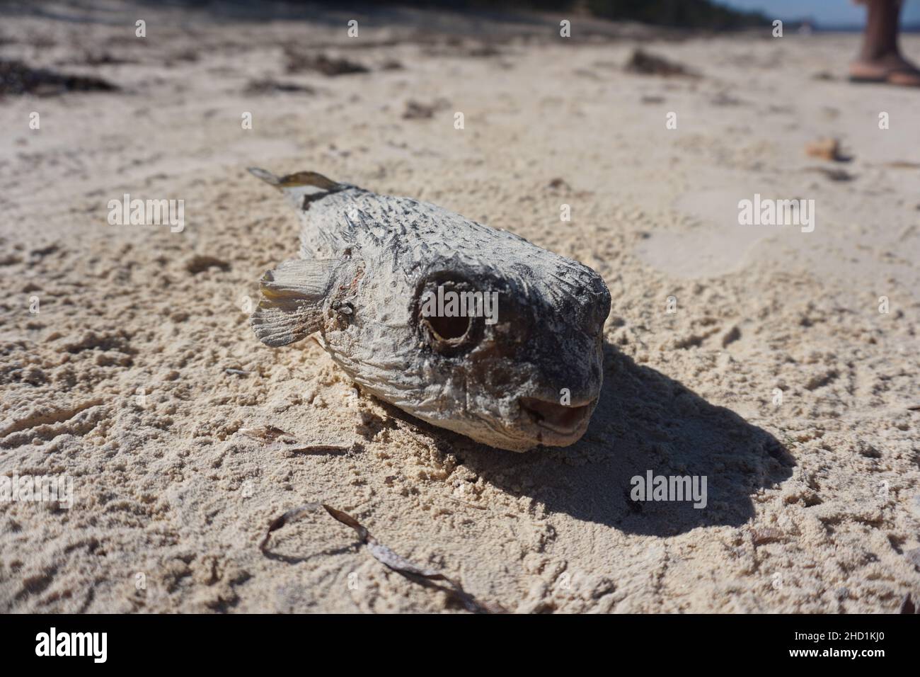 Dried out port hi-res stock photography and images - Alamy