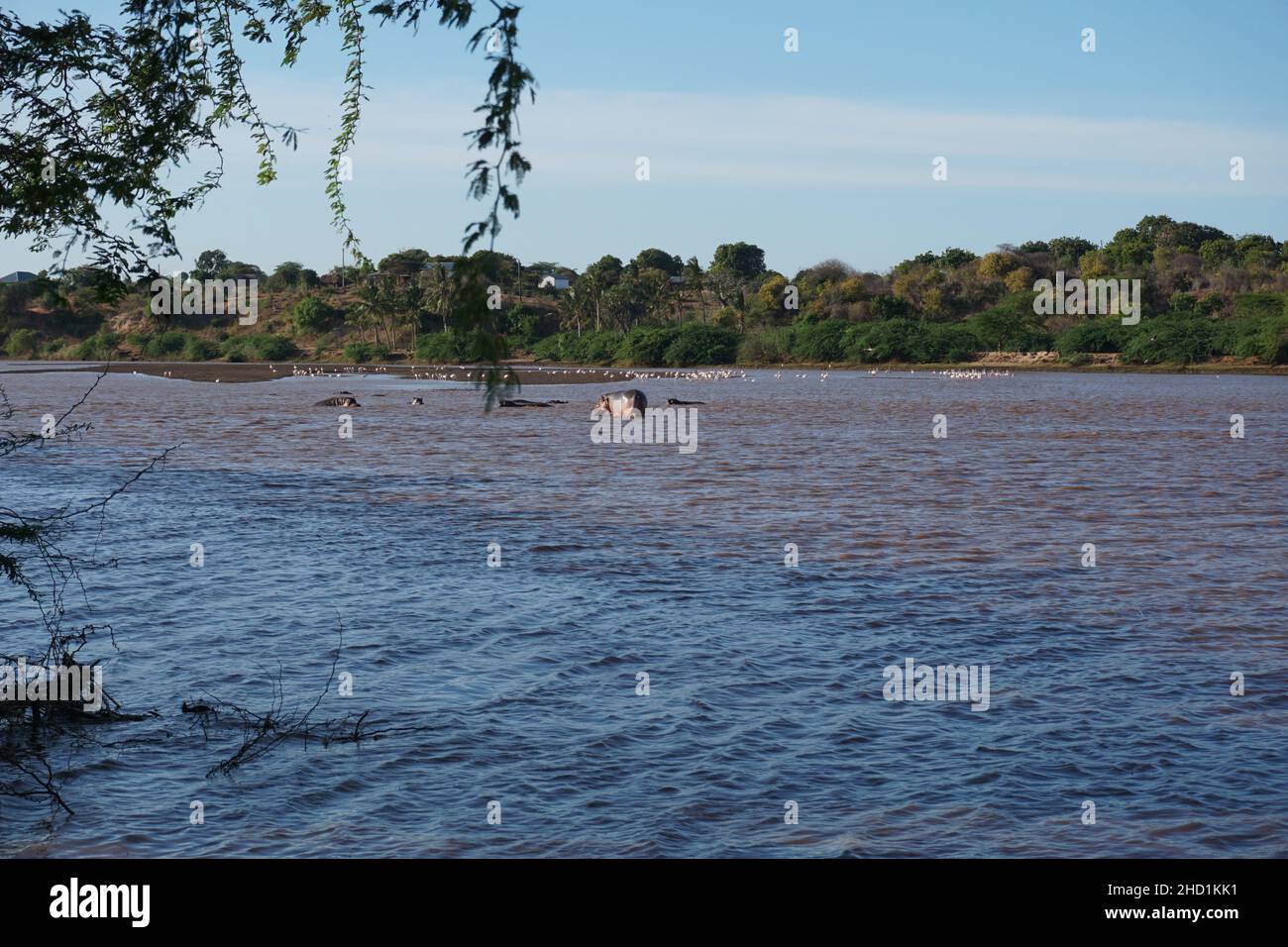 A group of hippopotamus relaxin in the Sabaki river, north of Malindi ...