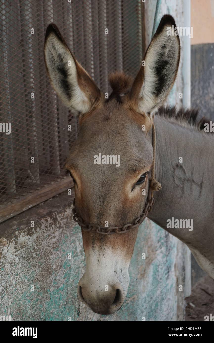 Close up of one of Lamu's donkeys, Kenya 2021 Stock Photo - Alamy