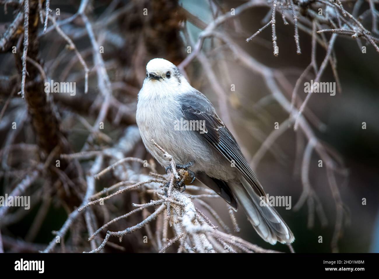 Selective focus shot of a Canadian gray jay perched on a branch Stock ...