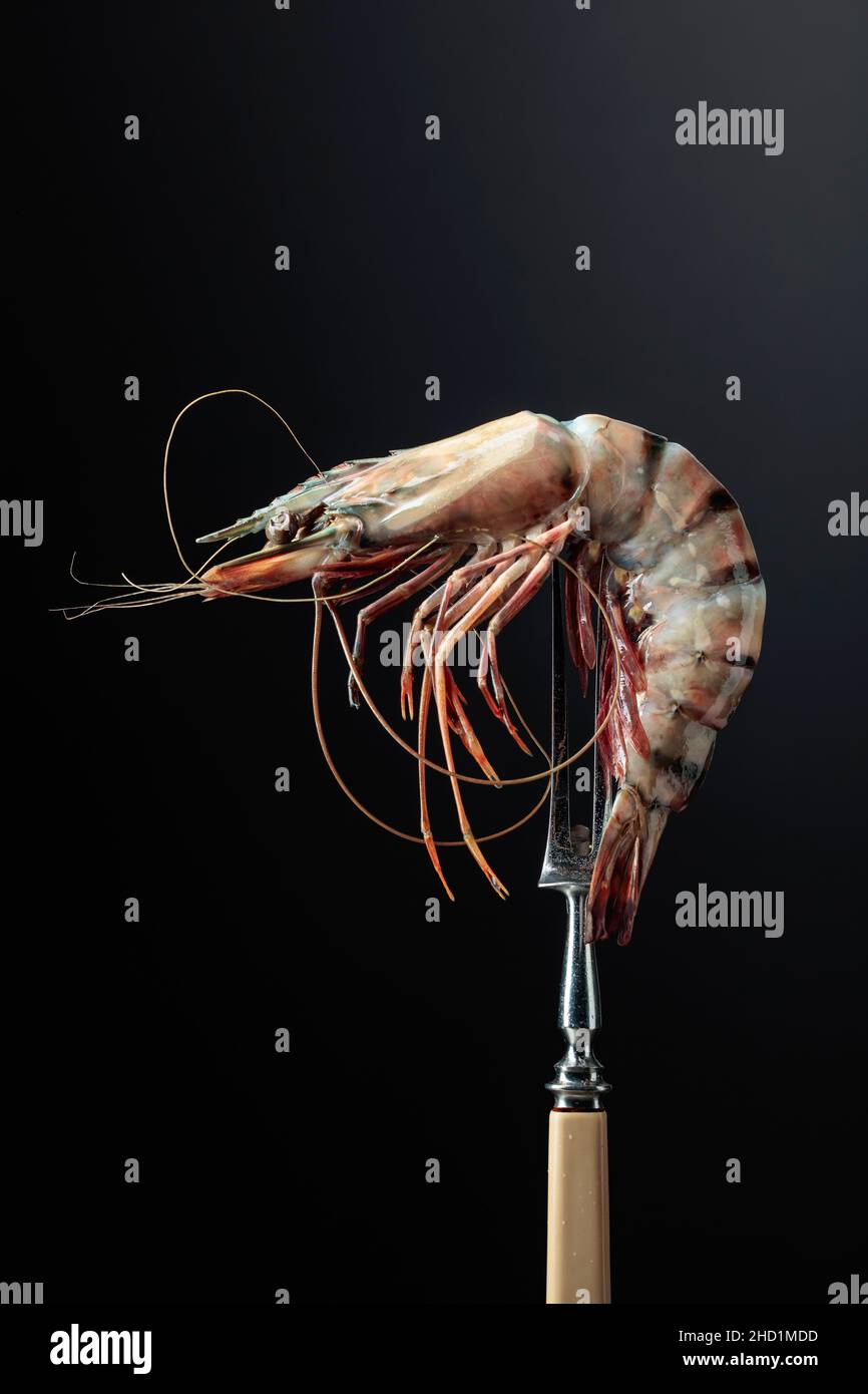 Fresh tiger prawn on a black background. Copy space Stock Photo - Alamy