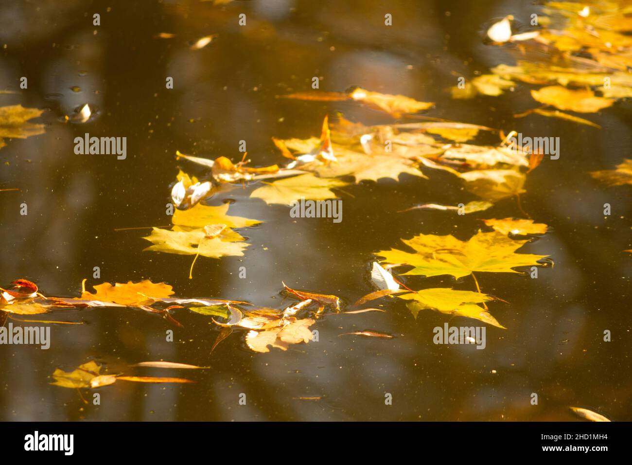 Autumn leaves on water. Nature background Stock Photo - Alamy