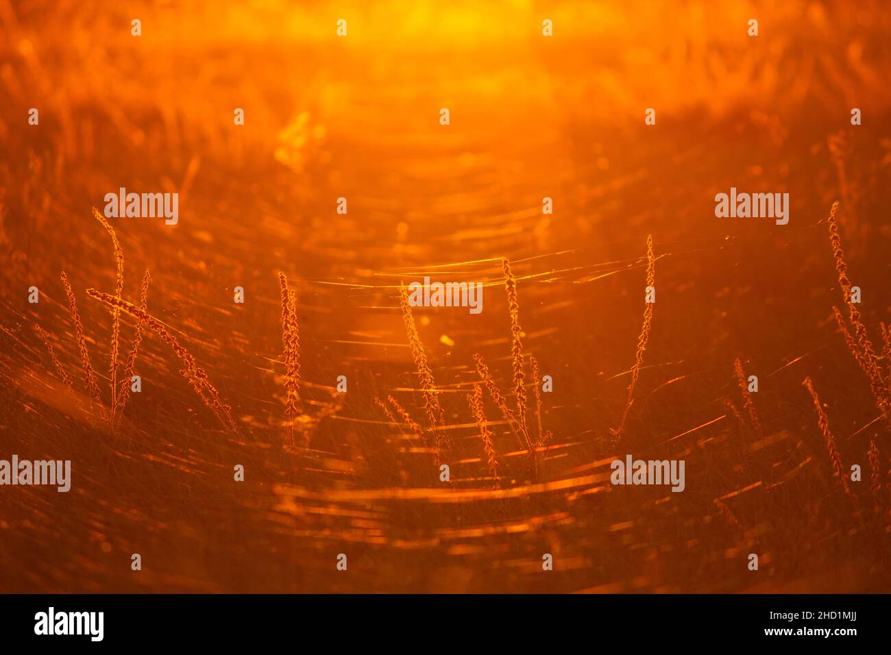 Tiny spider web in a meadow Stock Photo - Alamy