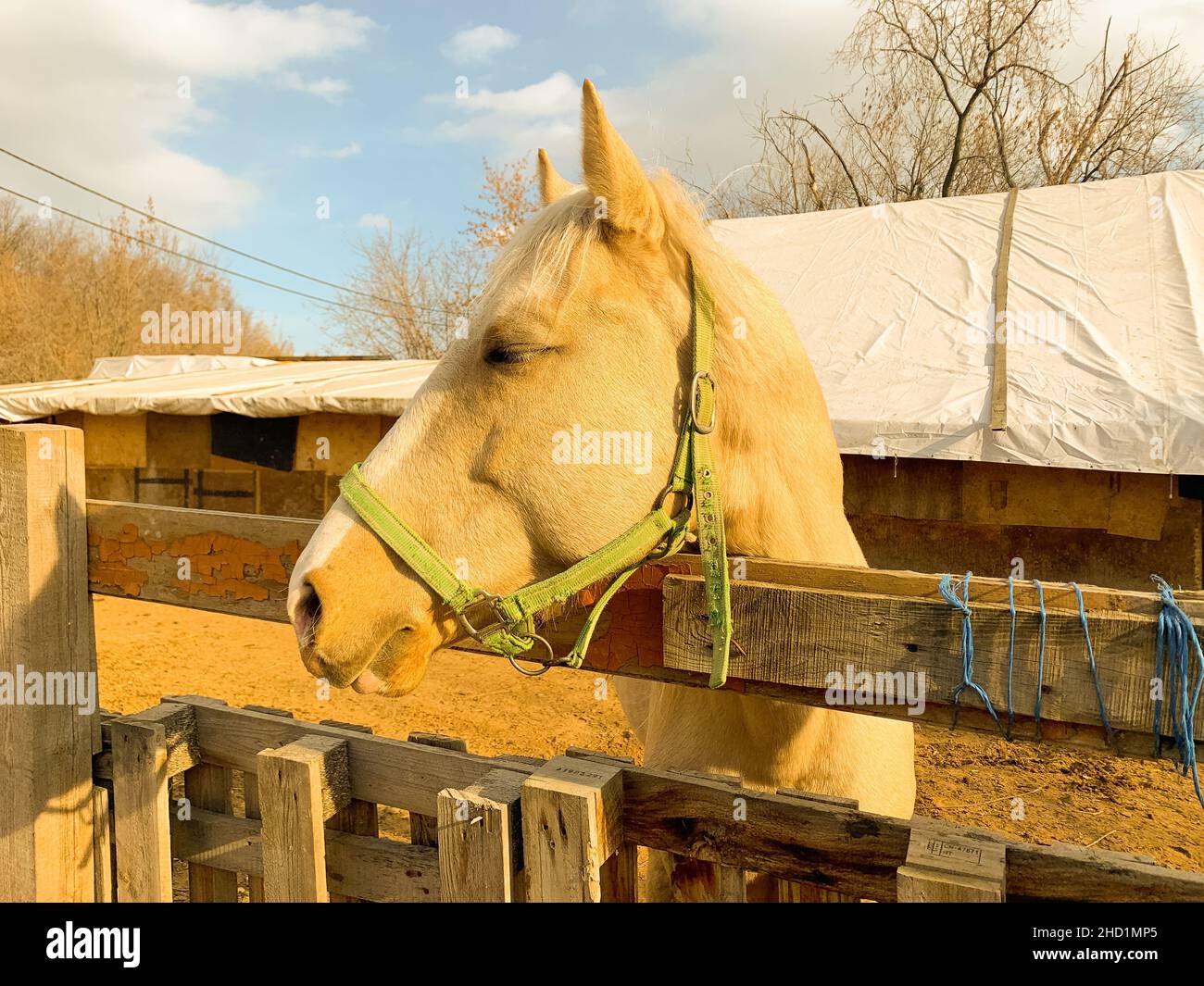 White horse head in stable Stock Photo - Alamy