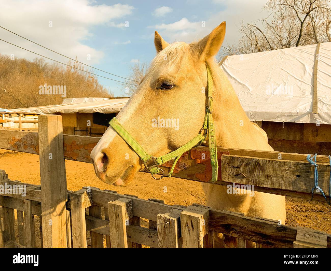 White horse head in stable Stock Photo - Alamy
