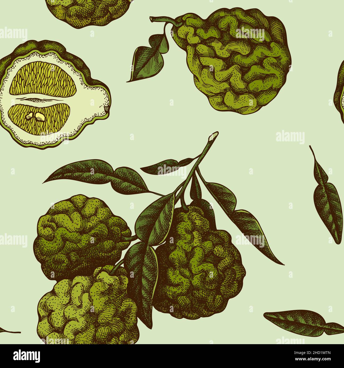 Bergamot Plant Illustration