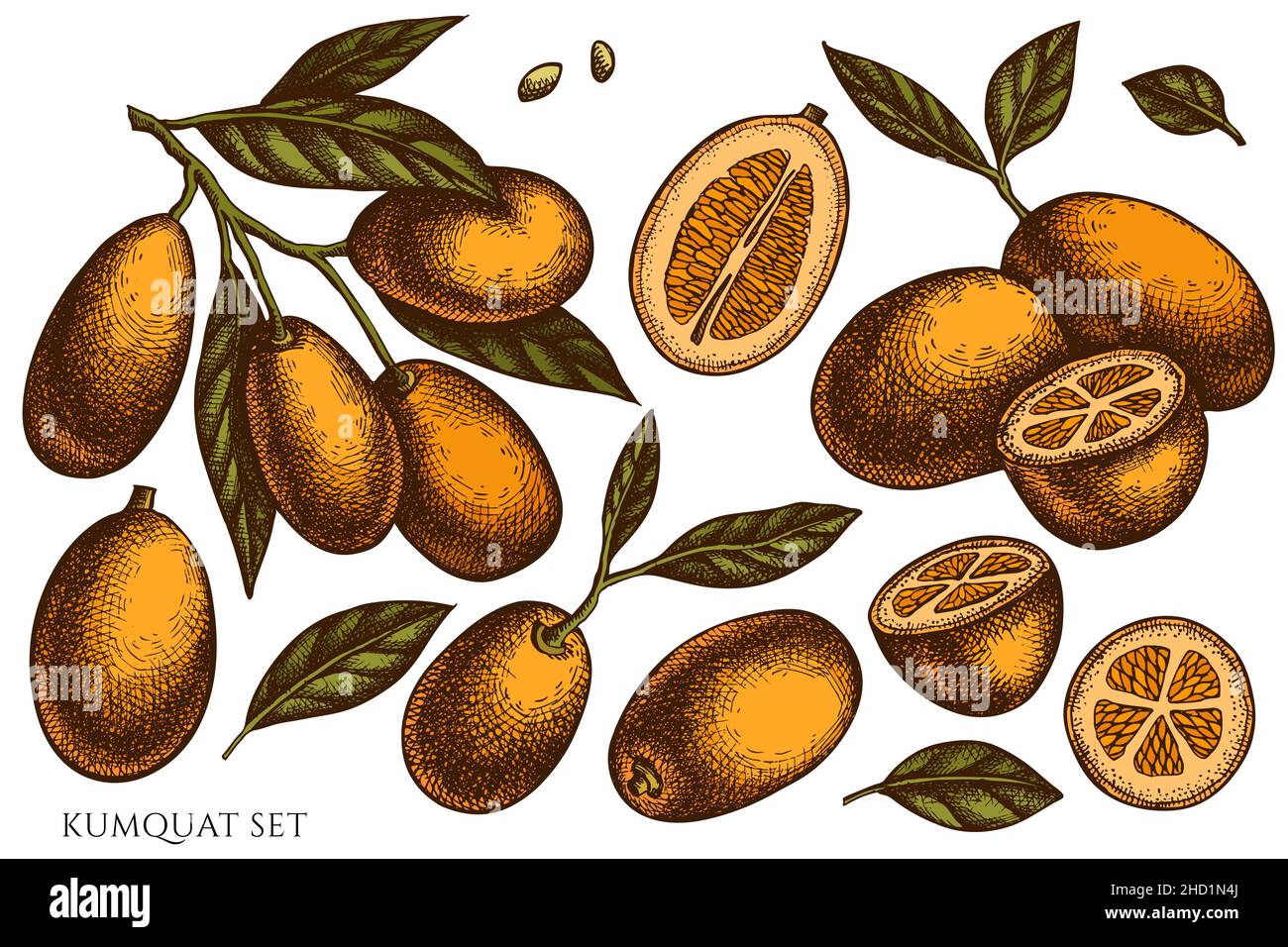 Citrus hand drawn vector illustrations collection. Colored kumquat ...