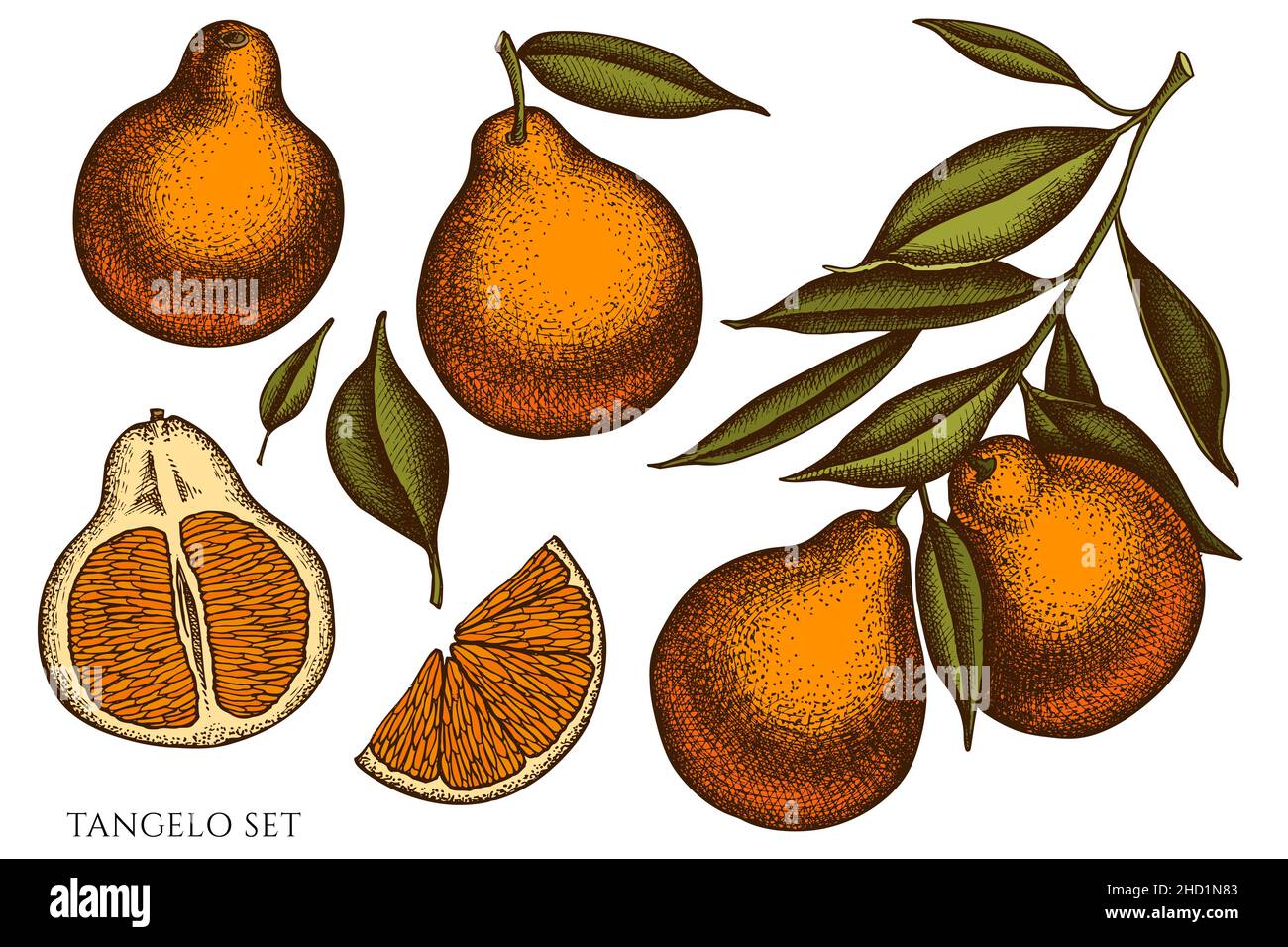 Citrus hand drawn vector illustrations collection. Colored tangelo ...
