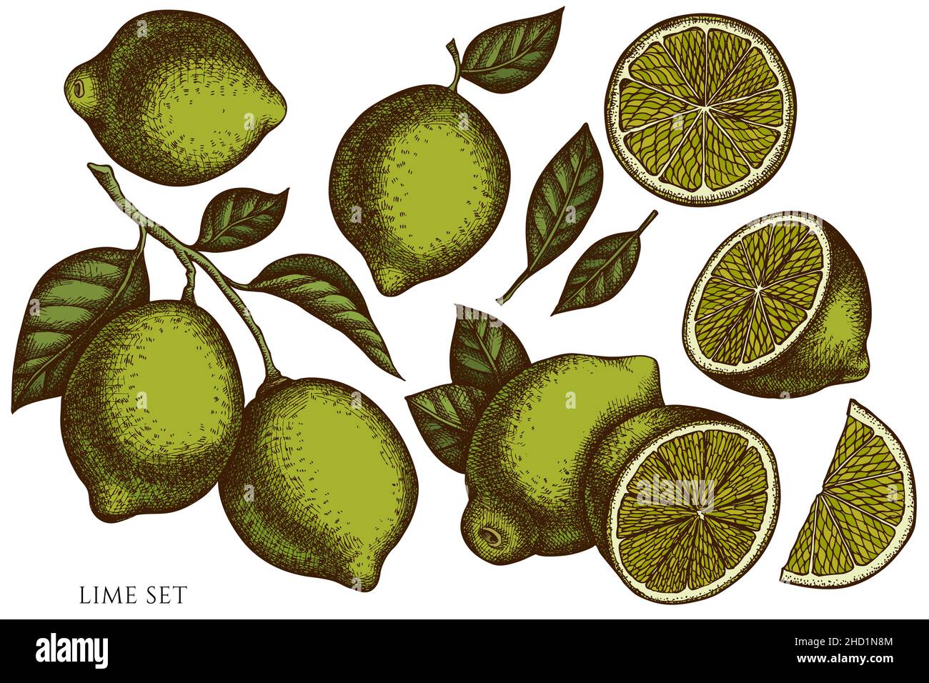 Citrus hand drawn vector illustrations collection. Colored lime Stock ...
