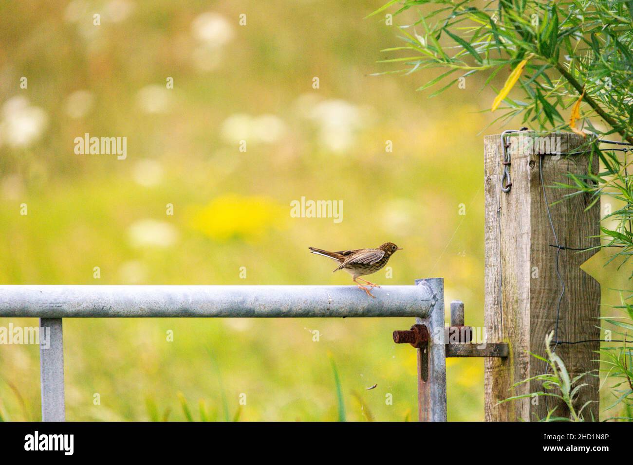 A single Meadow Pipit bird captured in flight Stock Photo - Alamy