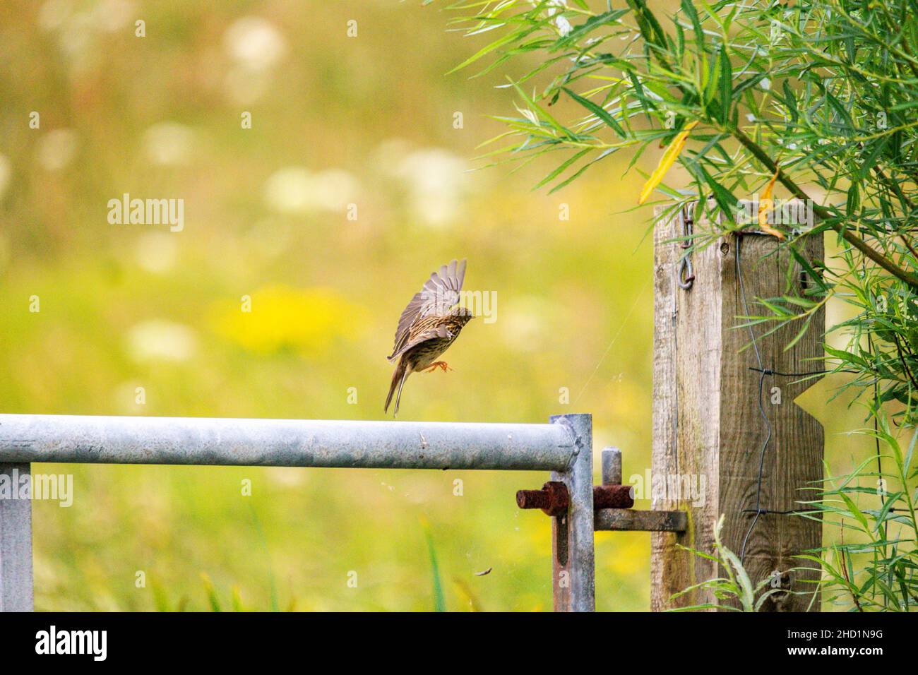 Acrobatic bird hi-res stock photography and images - Alamy