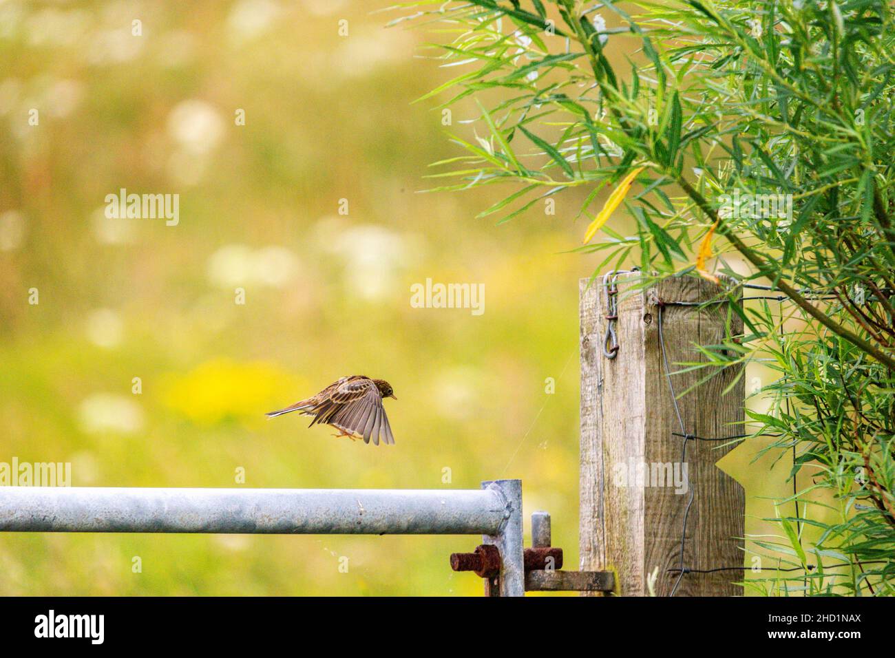 Captured in flight hi-res stock photography and images - Alamy