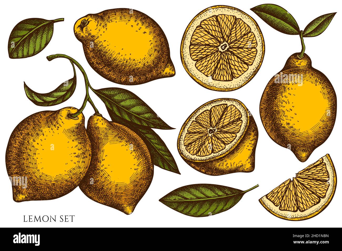 Citrus hand drawn vector illustrations collection. Colored lemon Stock ...