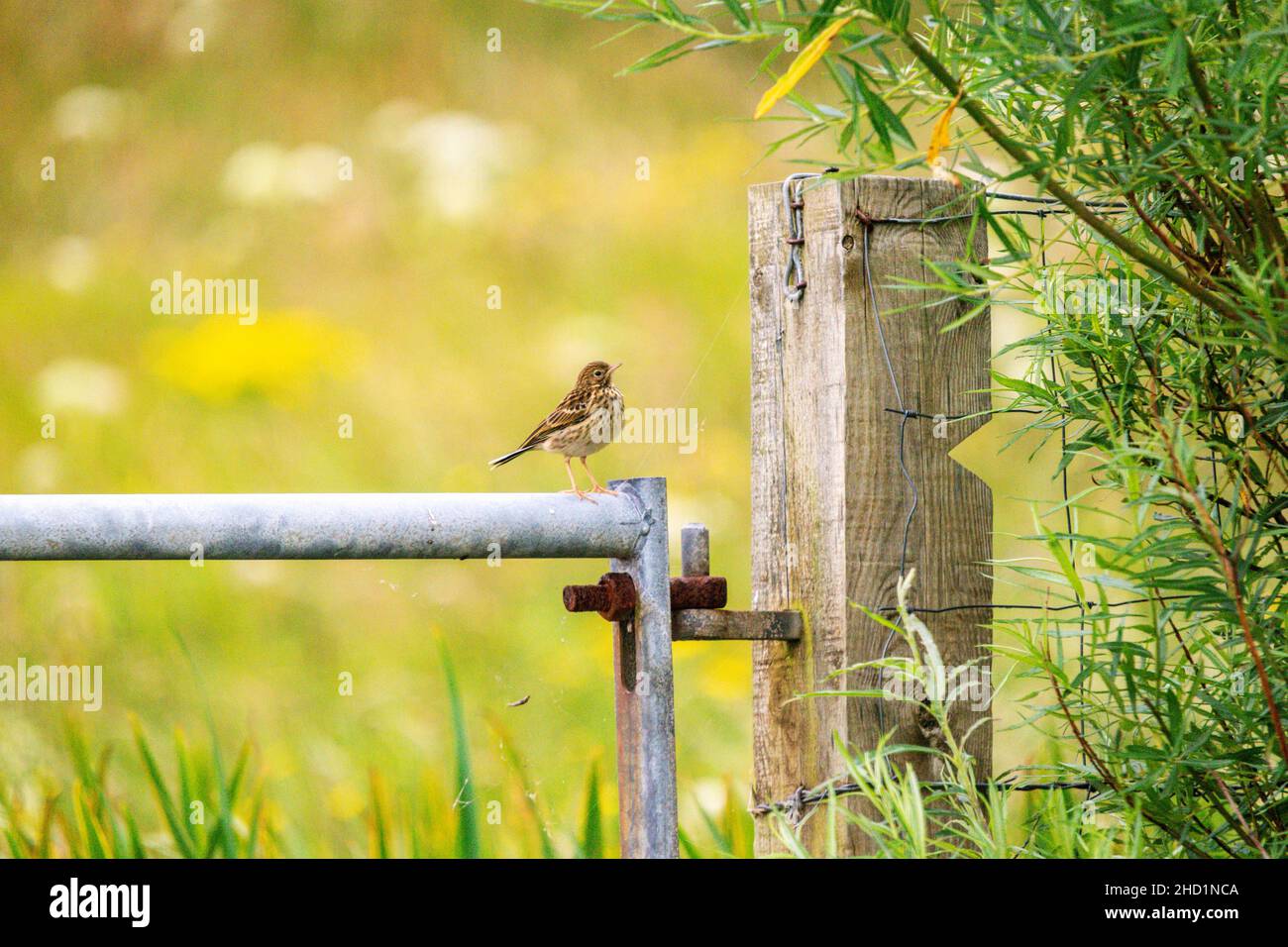 Captured in flight hi-res stock photography and images - Alamy
