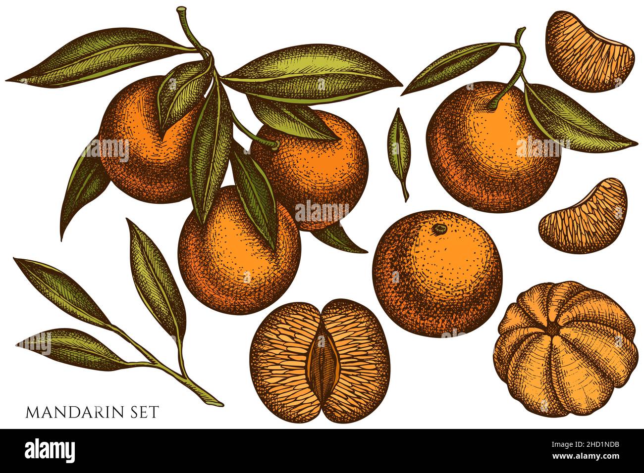 Citrus hand drawn vector illustrations collection. Colored mandarin ...