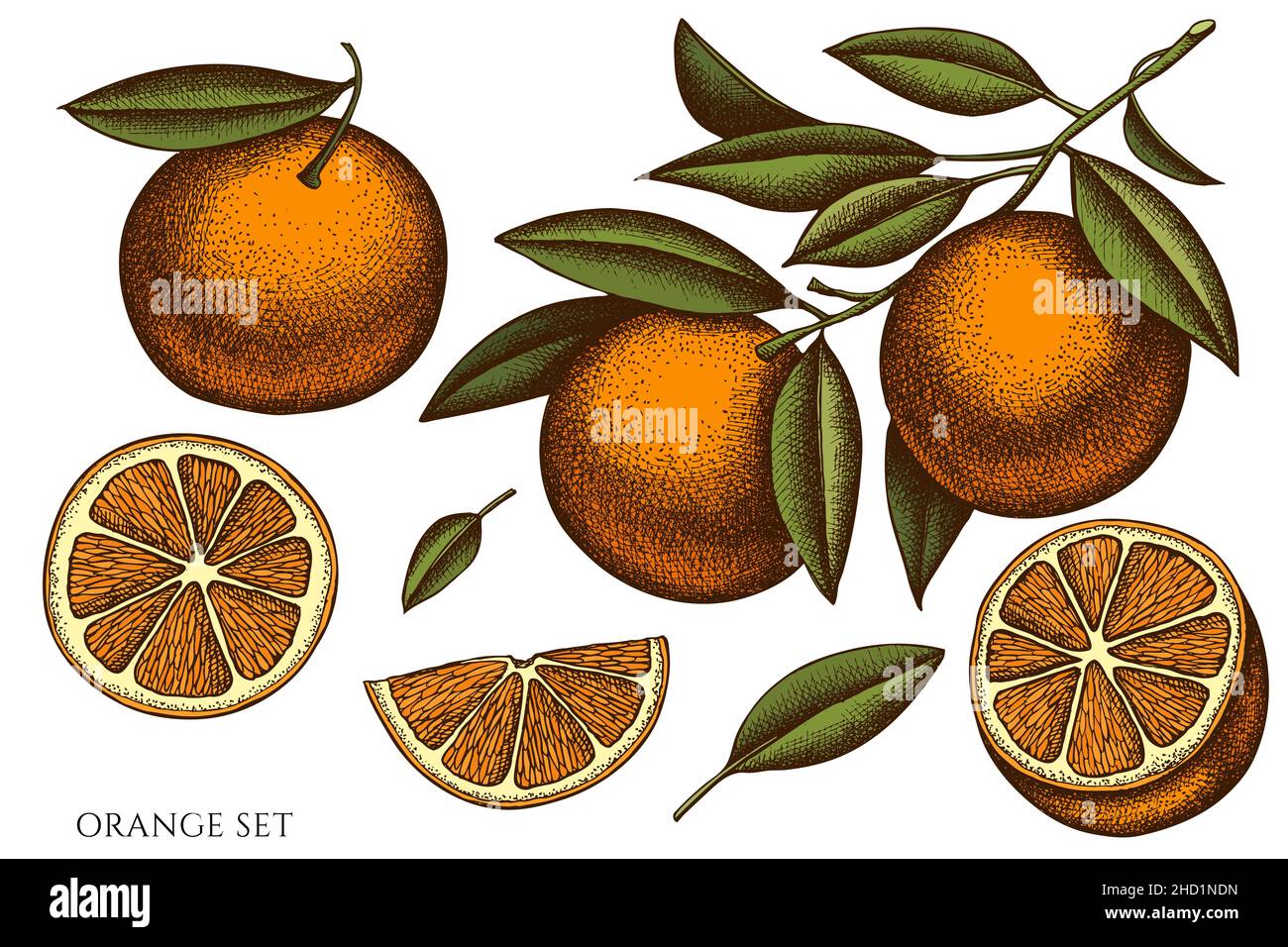 Citrus hand drawn vector illustrations collection. Colored orange Stock ...