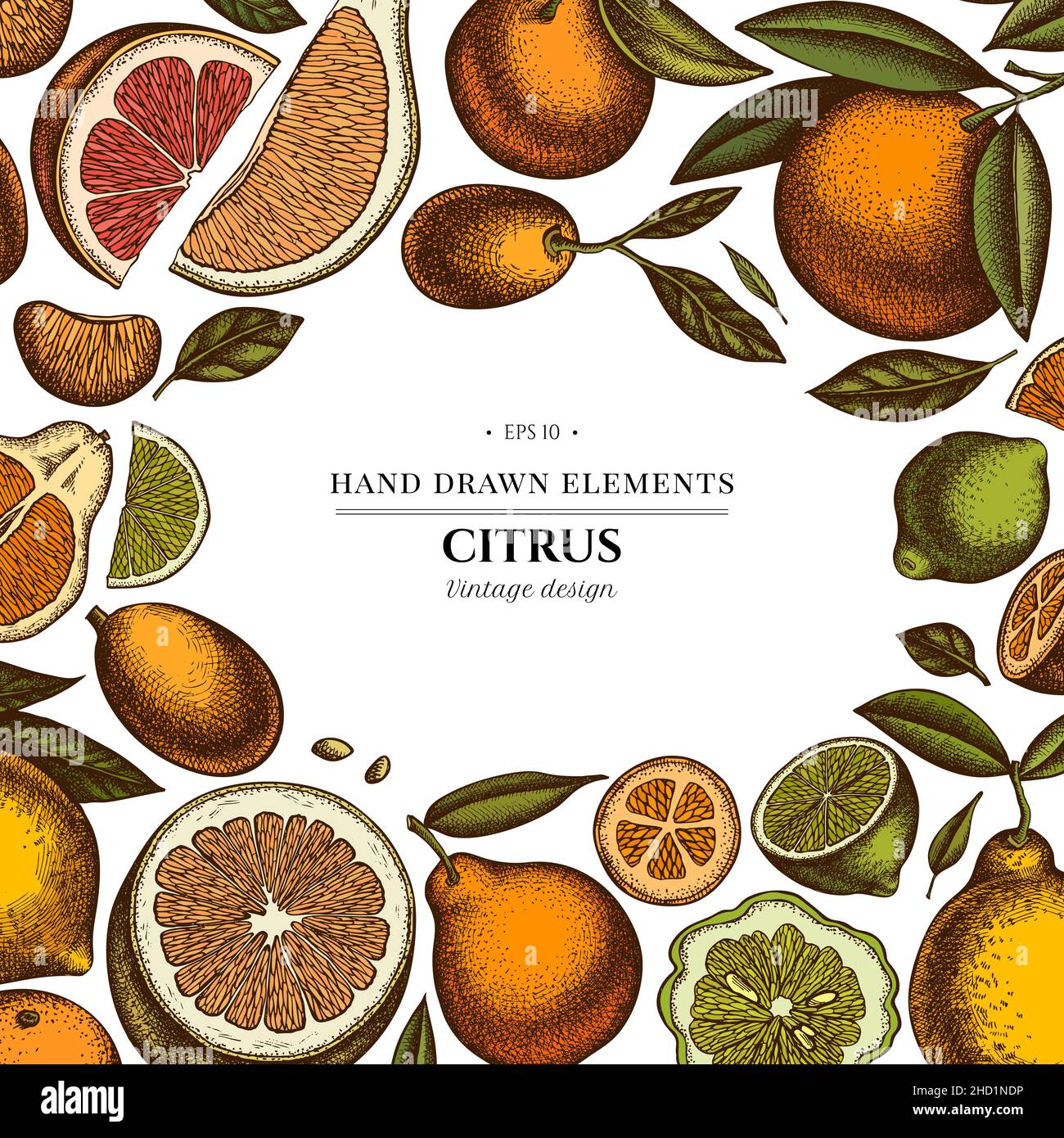 Citrus hand drawn illustration design. Background with retro kumquat ...