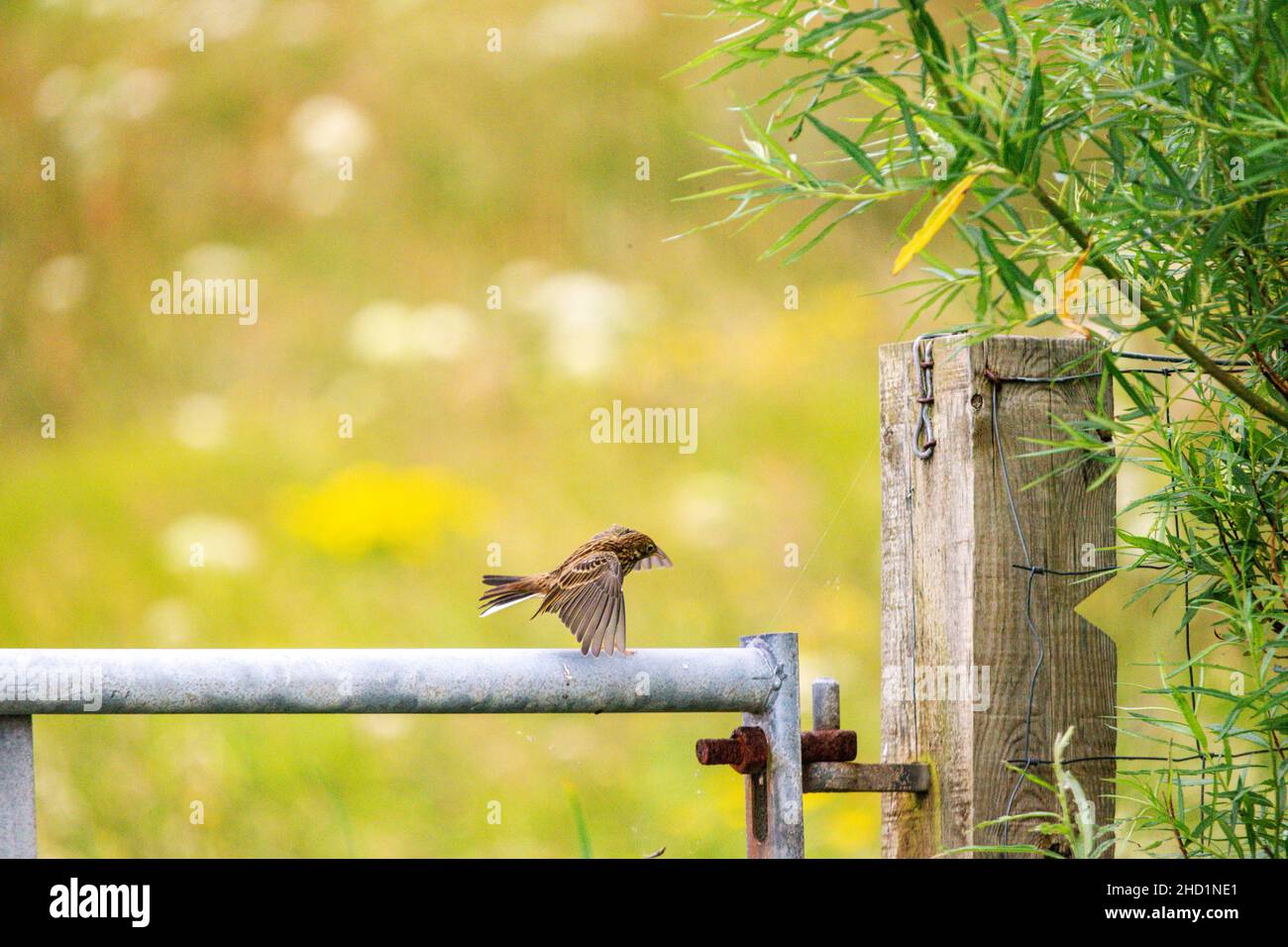 A single Meadow Pipit bird captured in flight Stock Photo - Alamy