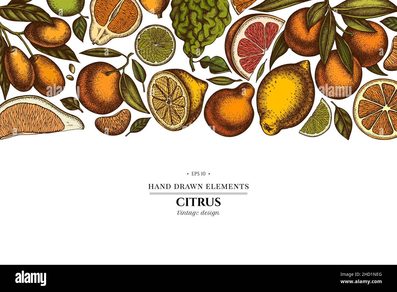 Citrus hand drawn illustration design. Background with retro kumquat ...
