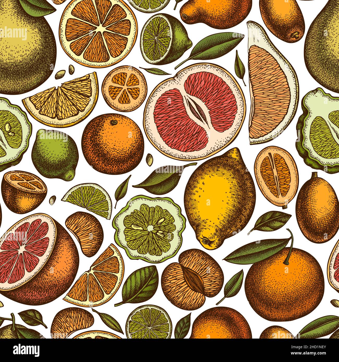 Citrus seamless pattern background design. Engraved style. Hand drawn kumquat, lemon, tangelo ...